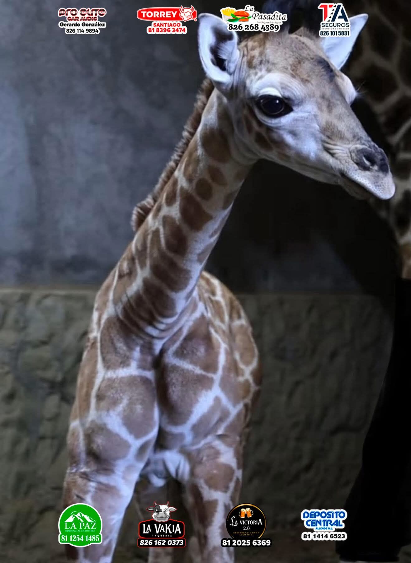 NACE JIRAFA EN BIOPARQUE ESTRELLA DE MONTEMORELOS – InternotaNoticias